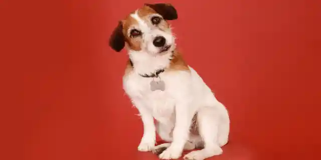 Top 10 Greatest Television Dogs of All Time - SoCurrent