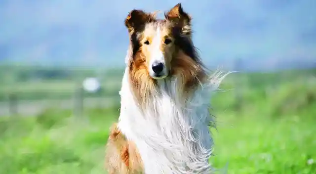 Top 10 Greatest Television Dogs of All Time - SoCurrent